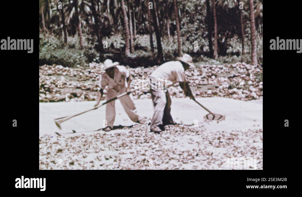 Mexico 1950s: Two men in hats rake. Two men hold a burlap sack as a ...