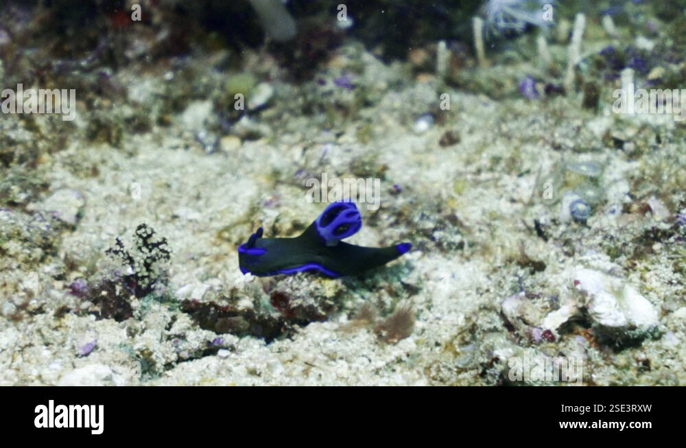 Stunning Black and Purple Sea Slug Moving Across Sandy Sea Bottom in ...