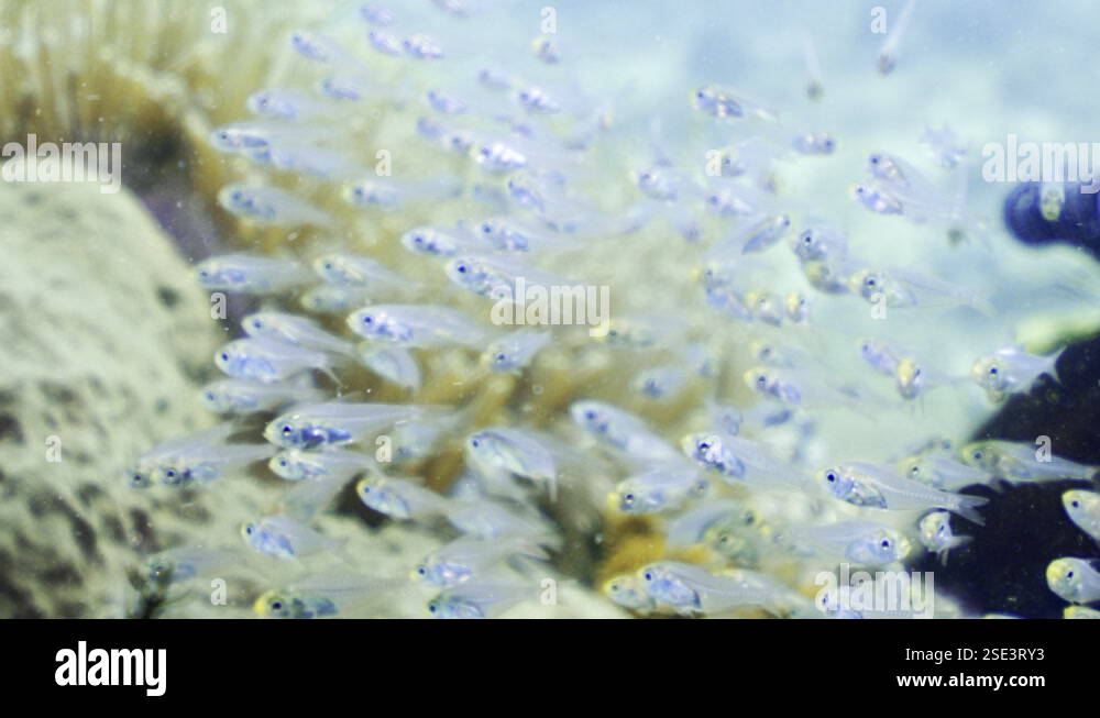 School of Small Silvery Transparent Fish Swim Before a Gently Waving ...