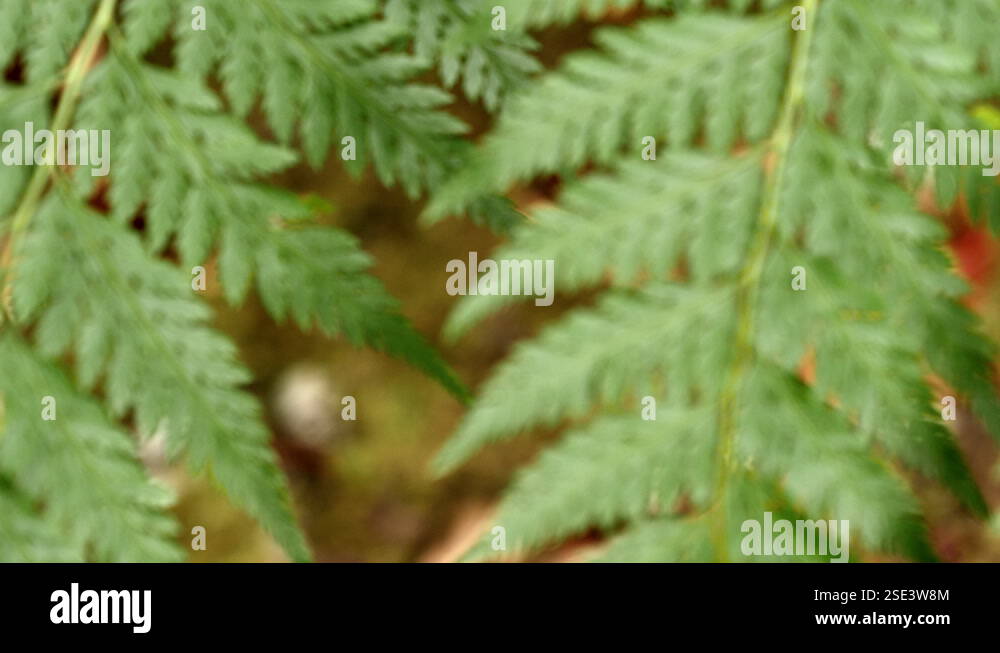 Slow rack focus pullout of delicate fronds of green fern. Close up ...