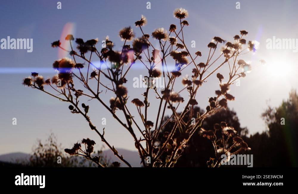 Bright sun flares through a hardy bush plant in silhouette Stock Video ...