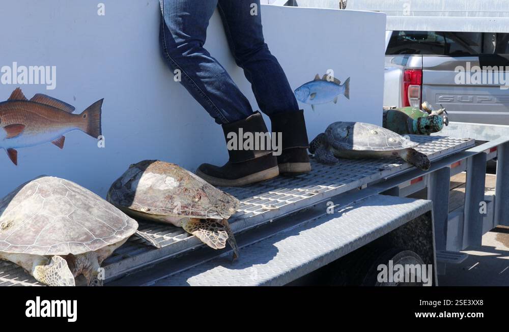 Man placing rescued Kemp's Ridley Sea Turtles into portable tank after ...