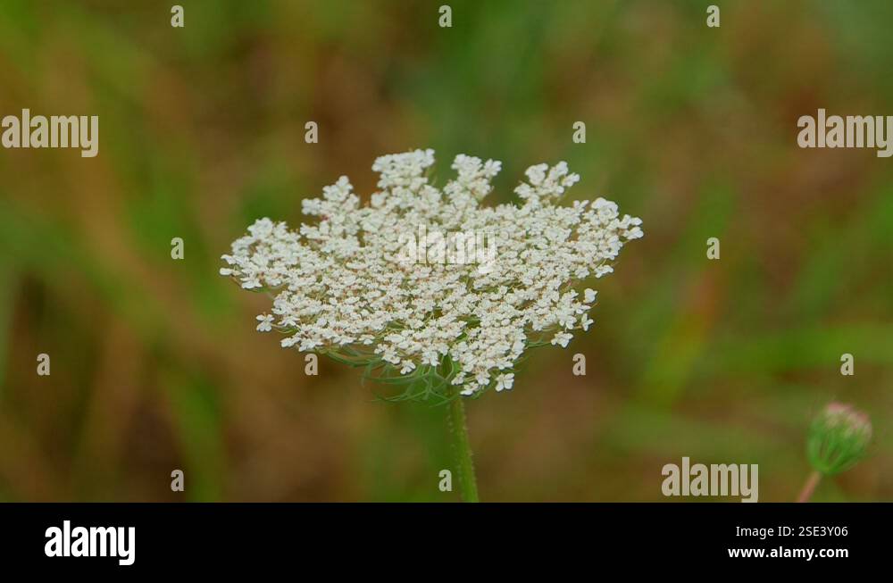 On yarrow Stock Videos & Footage - HD and 4K Video Clips - Alamy