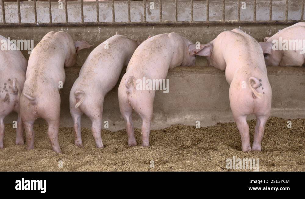 Back view of pigs feeding in organic rural farm agricultural Stock ...