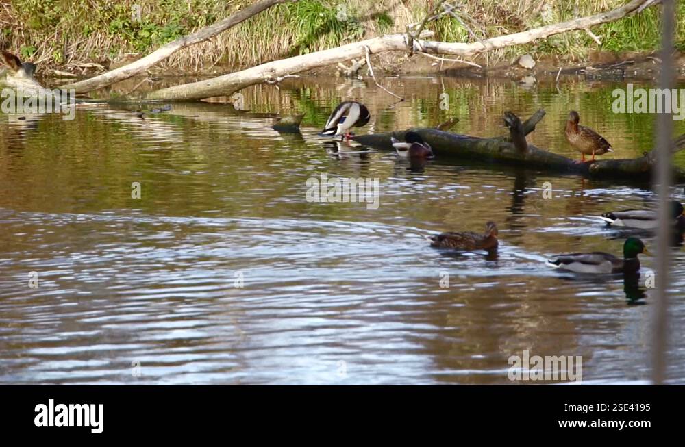 wild ducks on the lake .Wild landscape . slow motion video Stock Video ...