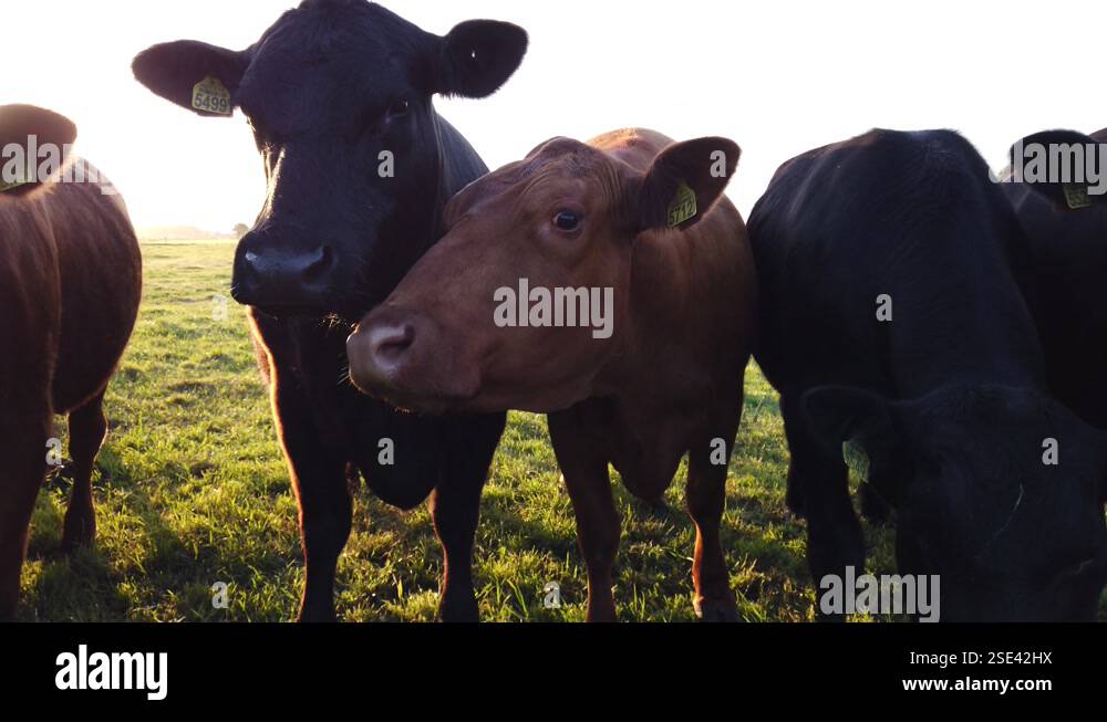 Close up view of Aberdeen Angus livestock is a breed of small beef ...