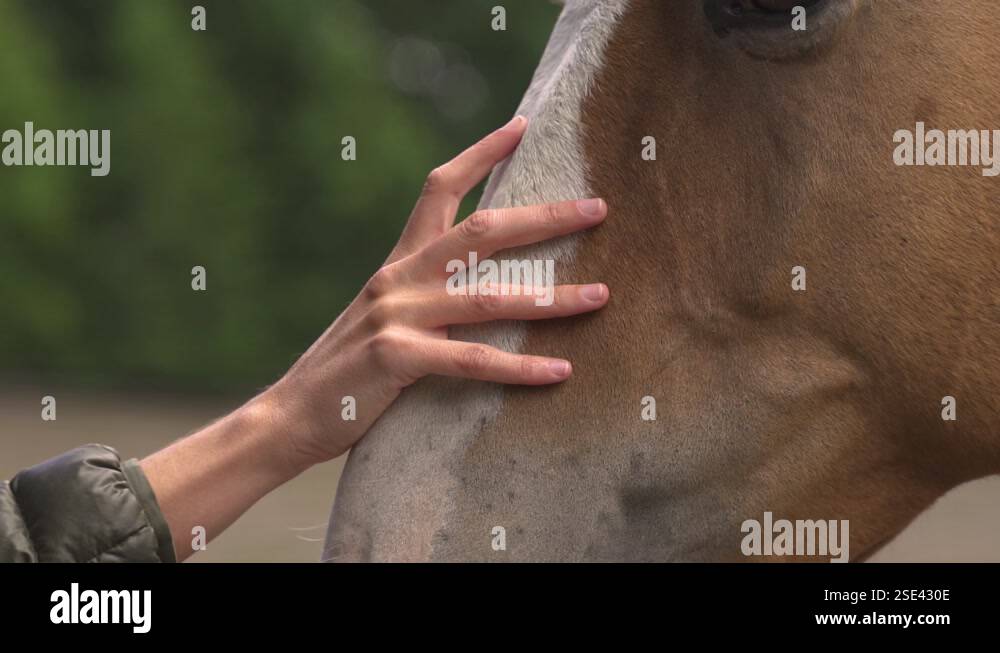 Closeup of hand caressing a light brown and white horse head in farm at ...
