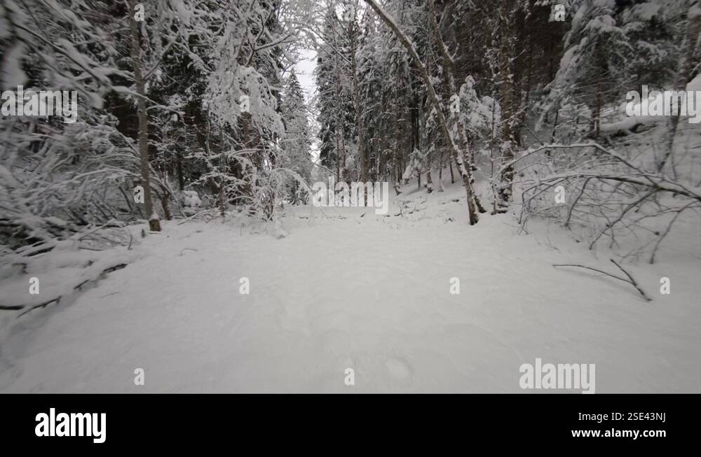 Aerial view through snow capped forest trees, in a winter wonderland ...