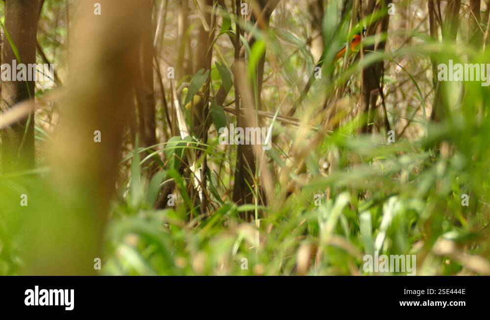 Beautiful oriole bird hopping from a tree branch to another with breeze ...
