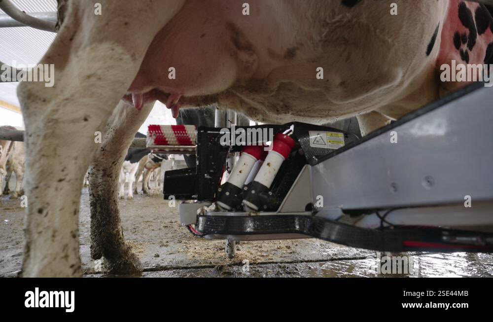Process Of Cleaning The Udders Of The Cattle Using A Wheel Brush From ...