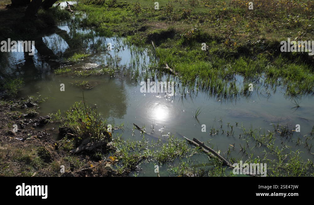 reflection of the sun in a swamp stream Stock Video Footage - Alamy