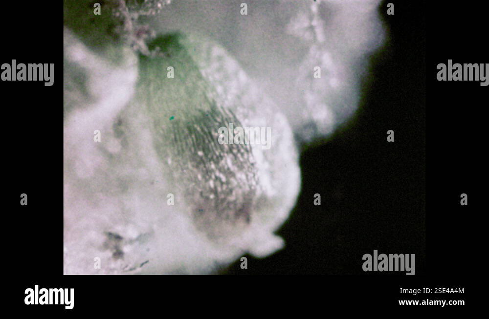 1960s: Female branch of liverwort opened. Cross-section of male branch ...