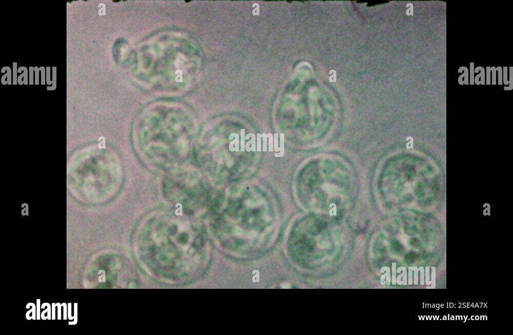 Grow growing spores Stock Videos & Footage - HD and 4K Video Clips - Alamy