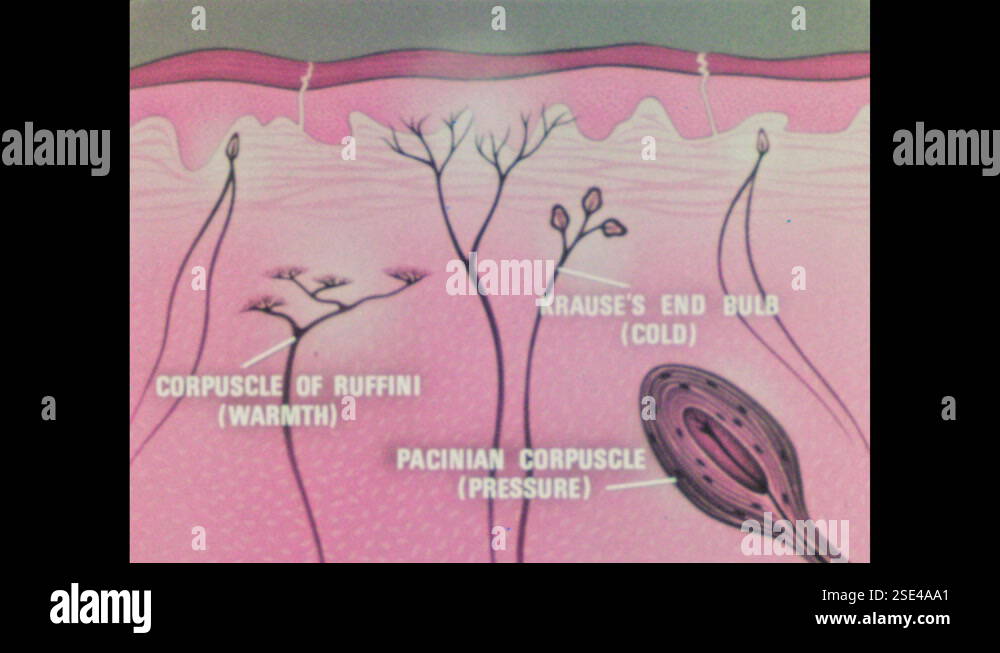 1960s: illustration of Pacinian Corpuscle, Corpuscle of Ruffini, Krause ...