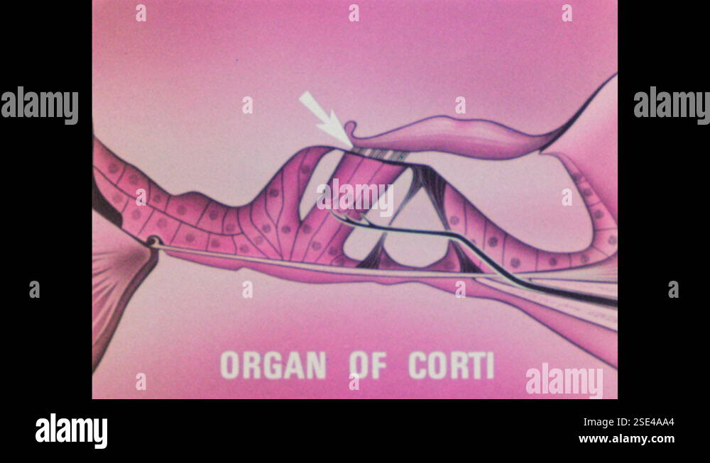 1960s: Illustration of Organ of Corti inside ear. Arrow points to Organ ...
