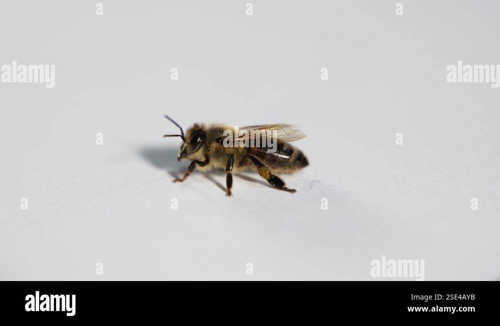 Macro insect bee Stock Videos & Footage - HD and 4K Video Clips - Alamy