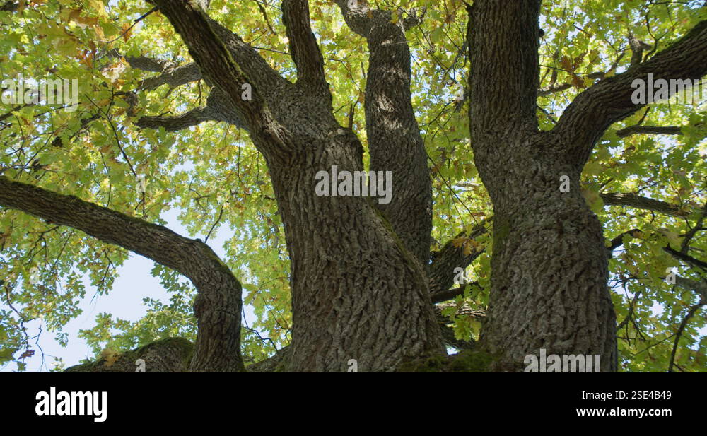 Big old oak tree on sunny day low angle view looking up to branches and ...