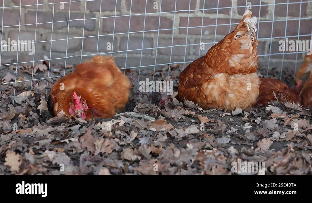 Free range organic chickens bathing in dirt. poultry in a country farm ...