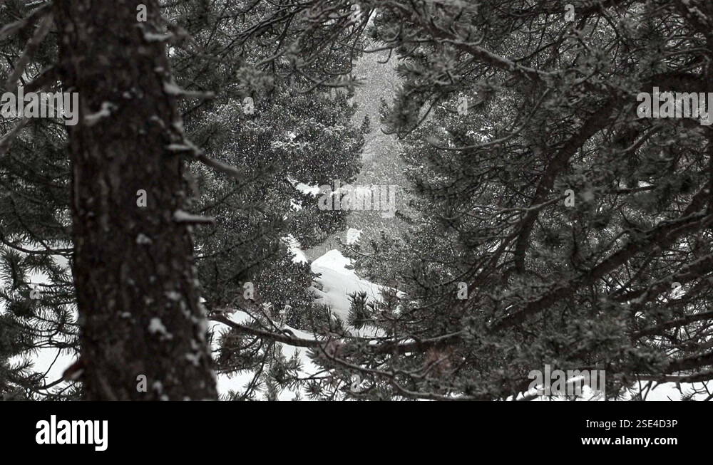 Nice framing of trees as it snows in slowmotion in this forest of ...