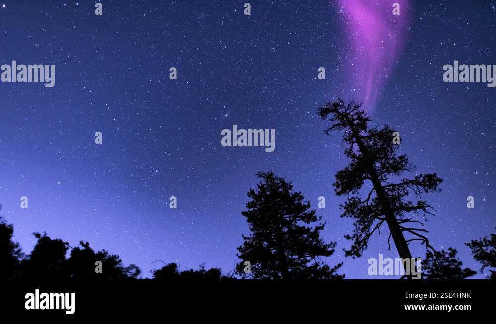 Aurora Borealis Pink and Milky Way Galaxy Loop Over Pine Trees in Purple Sky Stock Video Footage ...