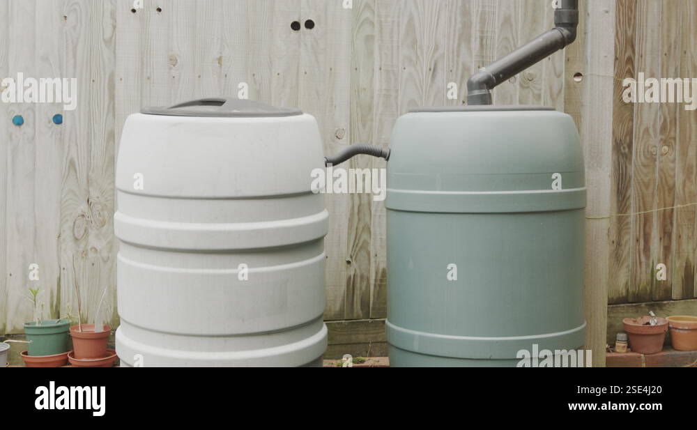 Rain water stored from water barrel filling a green watering can to ...