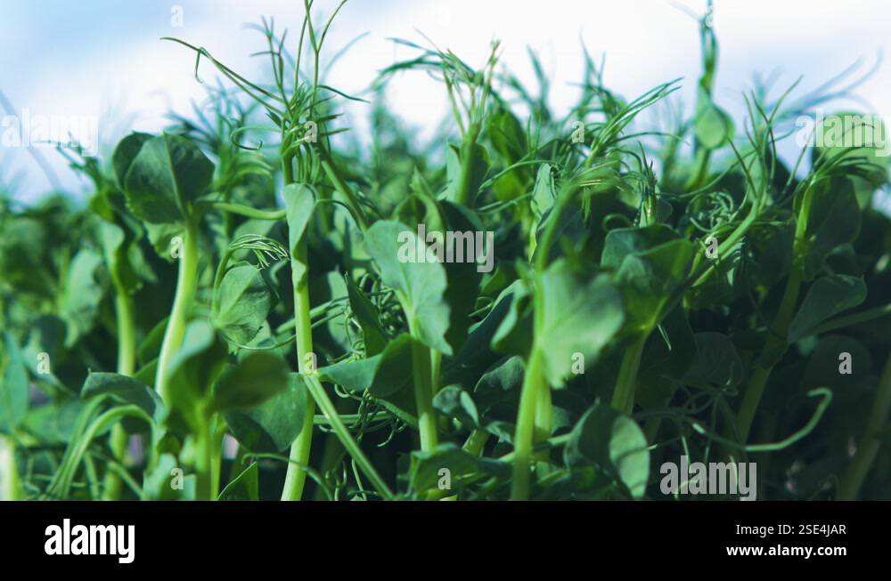 Fresh green raw pea sprouts in the box, healthy food concept, micro ...