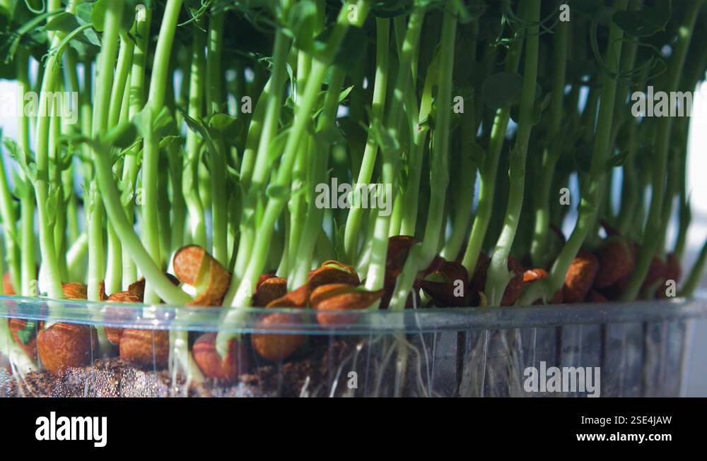Fresh green raw pea sprouts and pea beans in the box, healthy food ...
