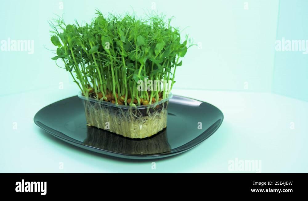 Fresh green raw pea sprouts in the box rotate slow on a black dish on ...