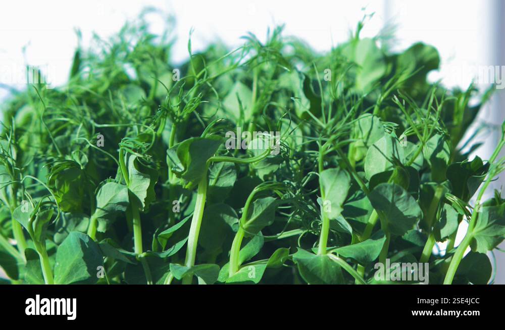 Fresh green raw pea sprouts in the box, healthy food concept, micro ...