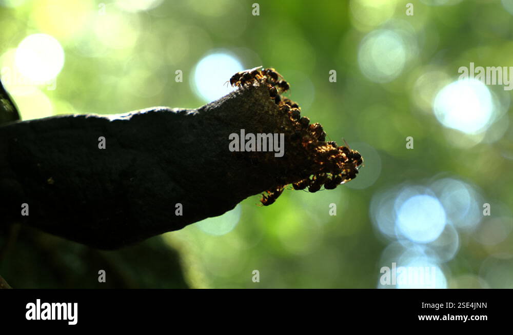 Tiny Stingless bees natural habitat tropical forest Costa Rica blurry ...
