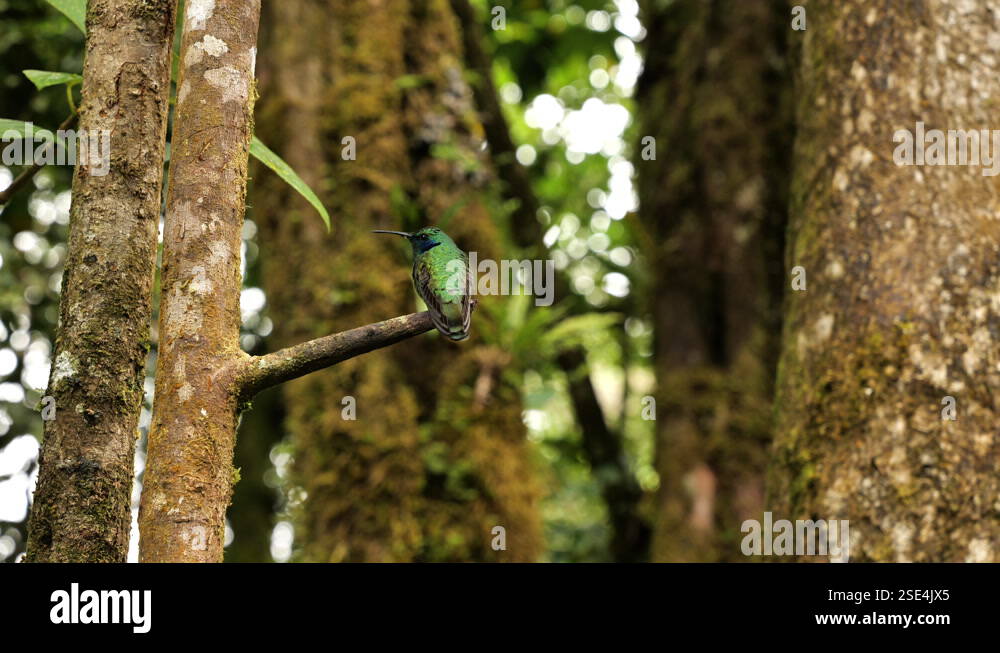Adult Mexican violetear Colibri thalassinus humming bird taking off a ...