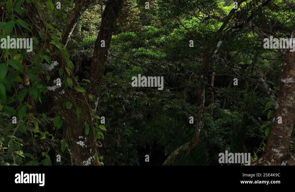 Tree fern costa rica rainforest Stock Videos & Footage - HD and 4K ...