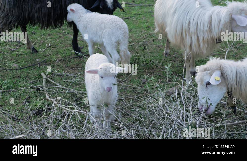 Happy, cute lamb eating leaves from branches with other sheep in ...