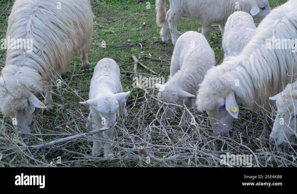 Cute lambs and ewes (sheep) eating leaves from branches outside in ...
