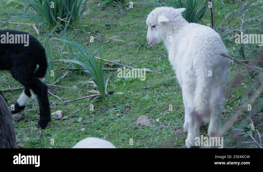 Slow motion shot of playful lamb using its leg to touch cute lamb ...