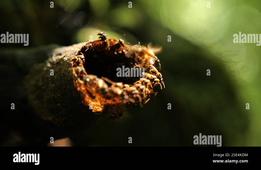 Stingless bees meliponines building a beehive on a tree Corcovado ...