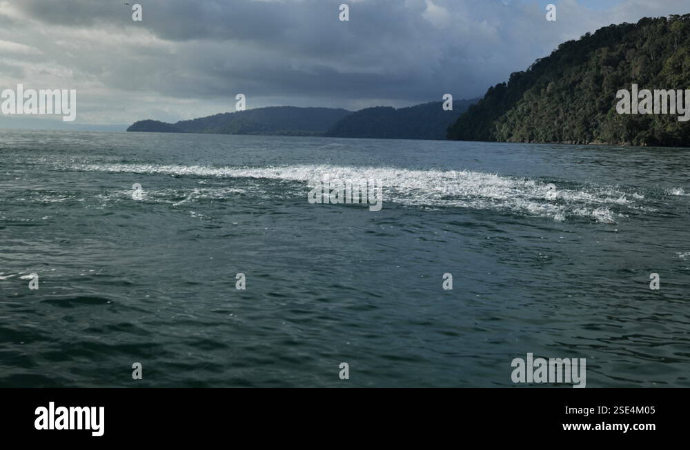 school of sardines being hunt by marine life predator view from a boat ...