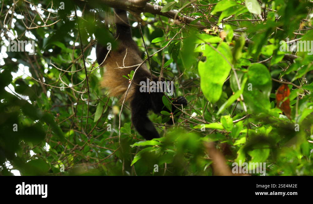 Big adult howler monkey eating fruits in a tree Costa Rica natural ...