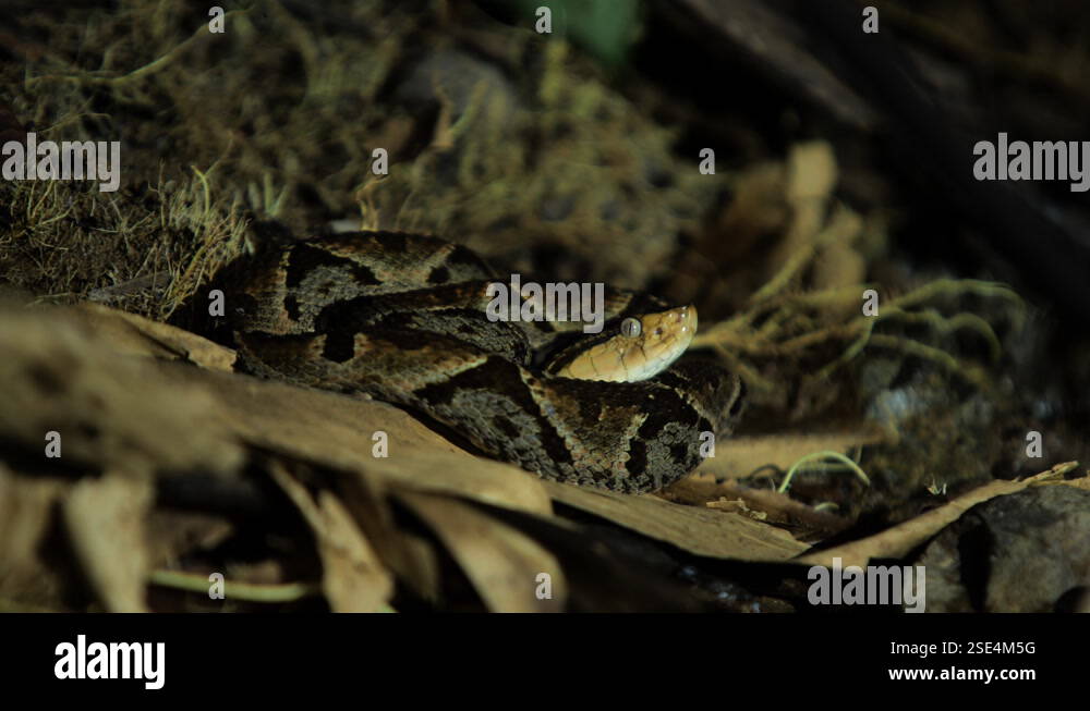 Pit viper species Stock Videos & Footage - HD and 4K Video Clips - Alamy