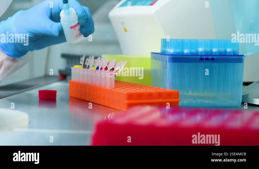 close-up of the hands of a PCR lab worker in rubber gloves with a ...