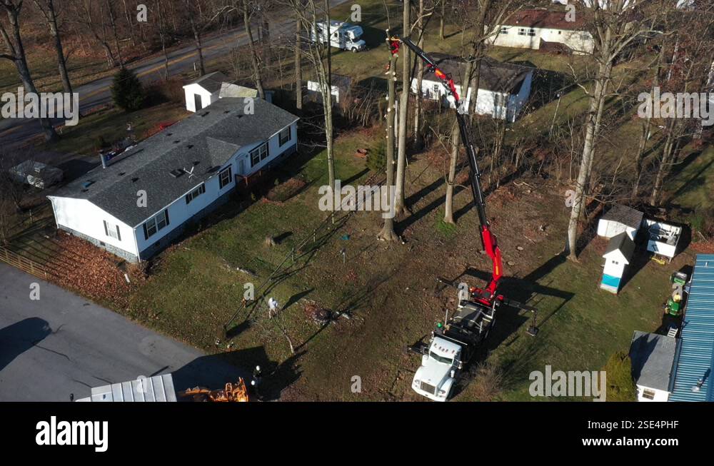 Trees cutting with a person high in the tree and a extended boom ...