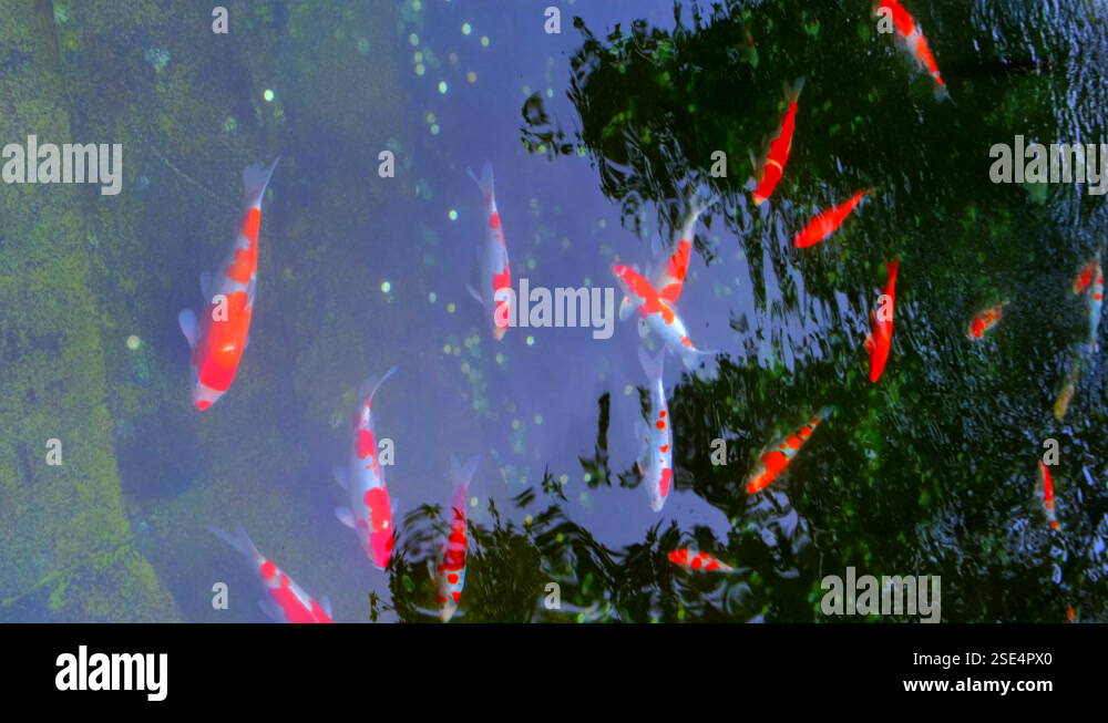 Colorful fancy carps fish swim in pond close-up. Group of large koi ...