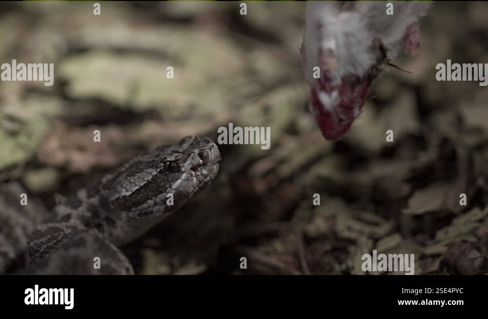 Massasauga rattlesnake striking prey in extreme slow motion Stock Video ...