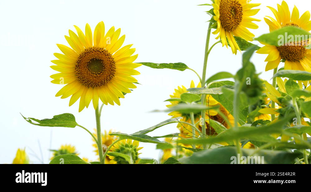 Sunflower field in full bloom. Fixed shooting Stock Video Footage - Alamy