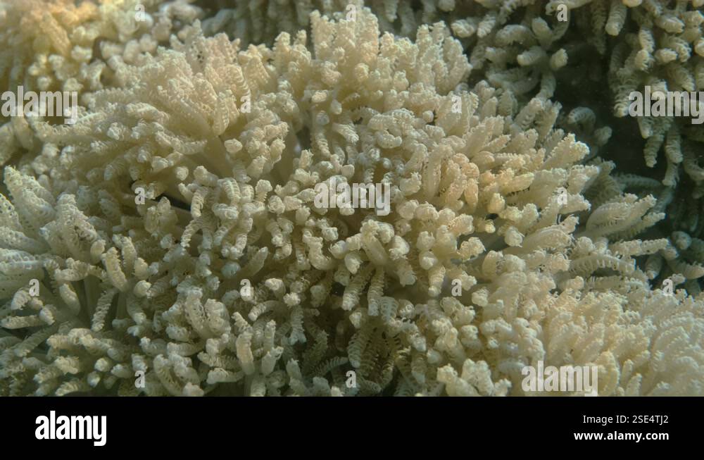 Details of the soft coral polips. Extreme close-up of the soft coral ...