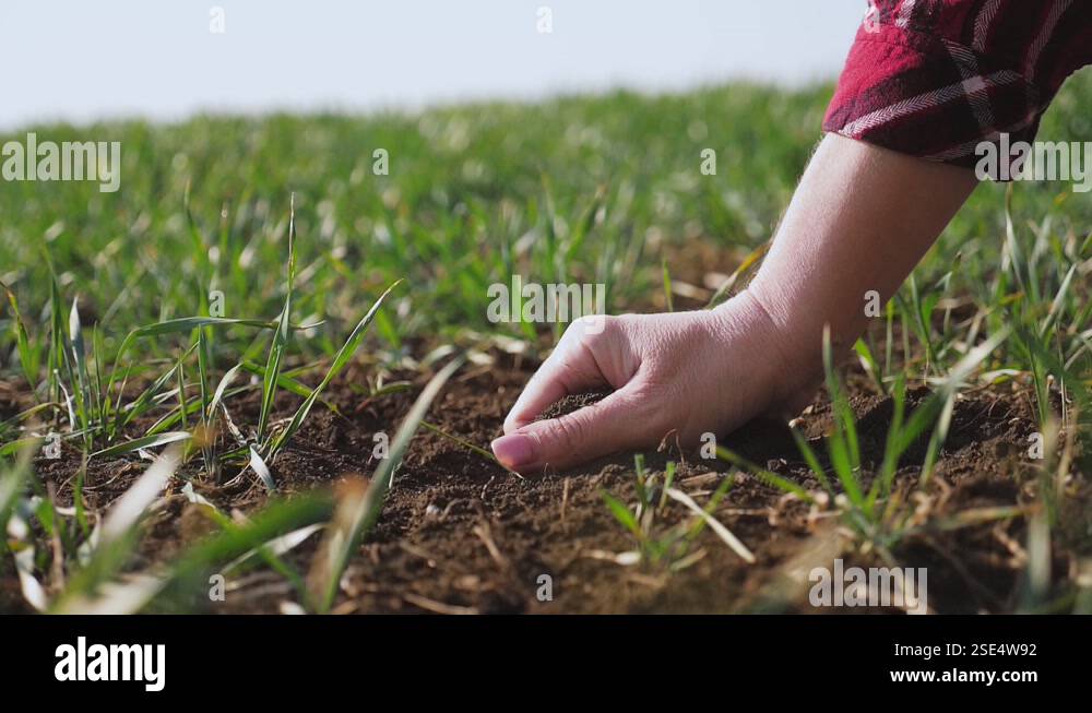 farmer girl holds in hand pile of dirt soil. eco farming ground ...