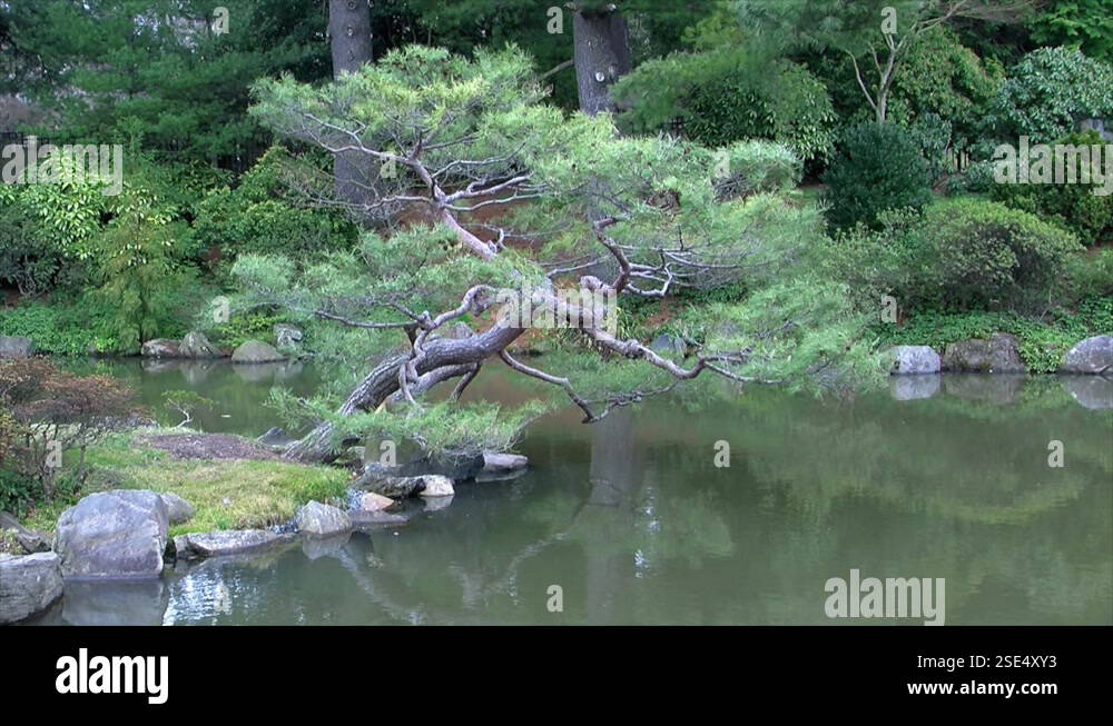 Pine tree trimmed in the Japanese niwaki style leans over a koi pond ...