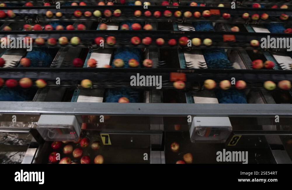 Organic ripe apples in an automatic production process in a food ...