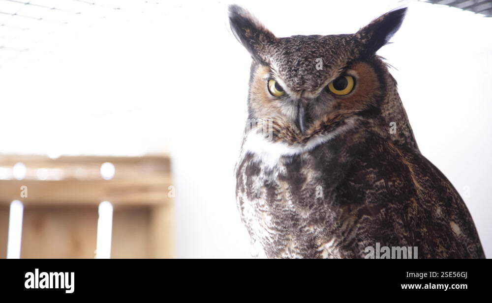 Stoic great horned owl on a barn window Stock Video Footage - Alamy