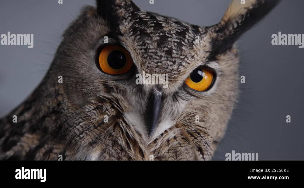 Extreme close up of eagle owl blinking Stock Video Footage - Alamy